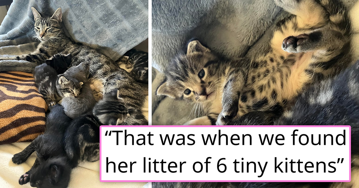 Normal stray cat decides that she likes humans out of nowhere, less ...