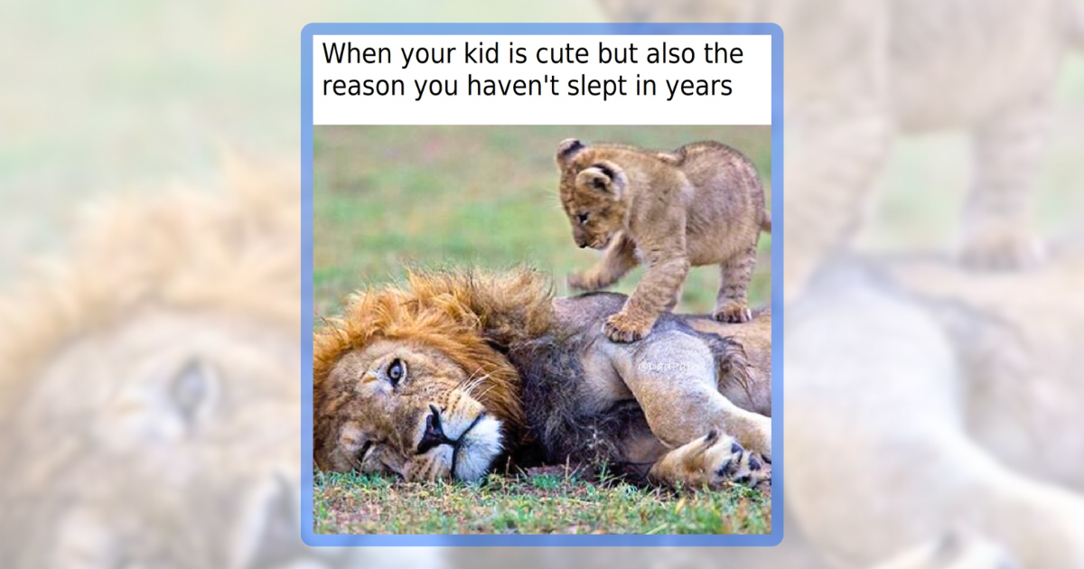 21 Ferocious Feline Memes With Wild Humor to Wake Up Tired Animal Fans ...