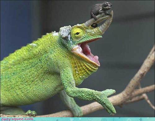 Daily Squee - Cute Animals - Cute Baby Animals - Cute Animal Pictures ...