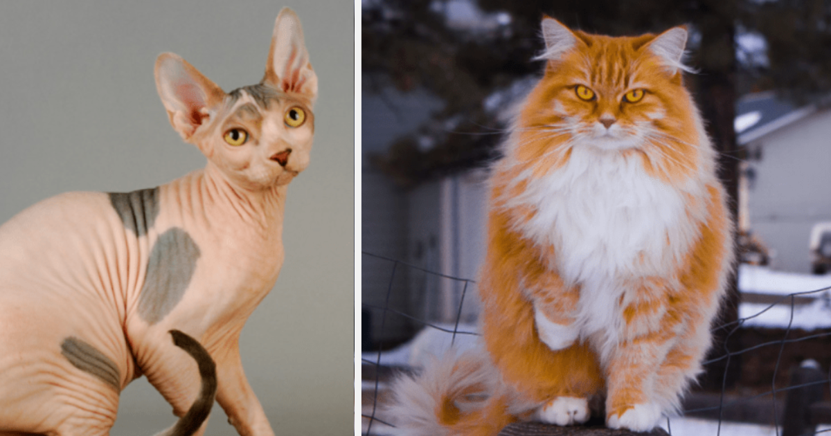 20 Cat Breeds Ranked by Fluff Factor, from Fur-Free Felines to Poufy ...