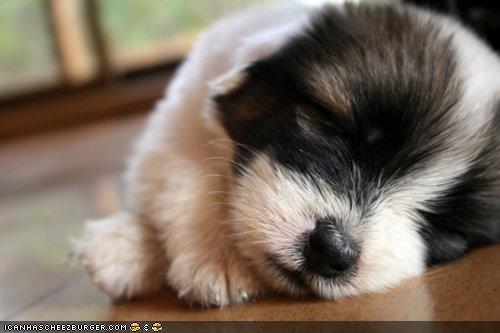 I Has A Hotdog - Dog Pictures - Funny pictures of dogs - Dog Memes ...