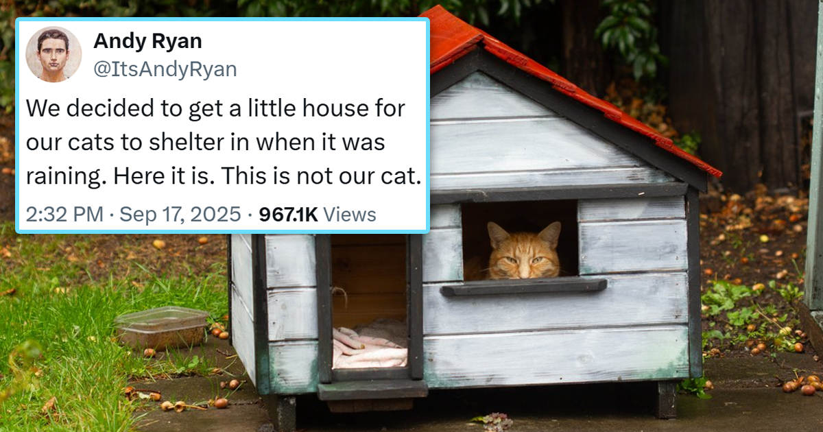 20 of the Funniest and Freshest Feline Tweets to Fill Your Week With ...