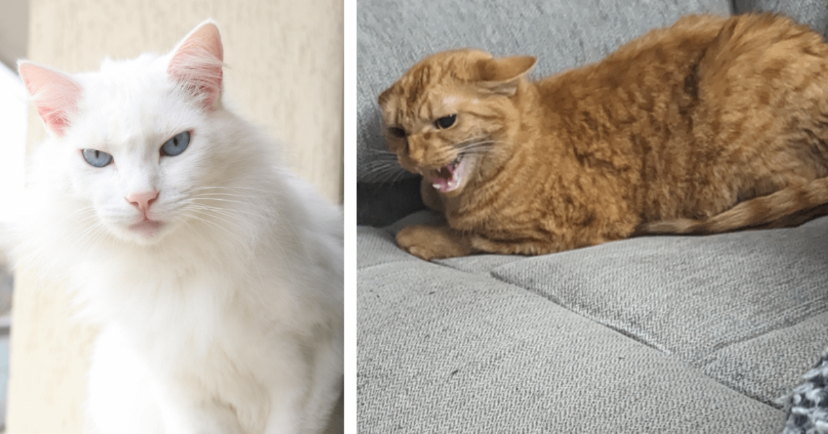 21 Grumpy Cat Photos Just In Case You’ve Got a Case of the Moody ...