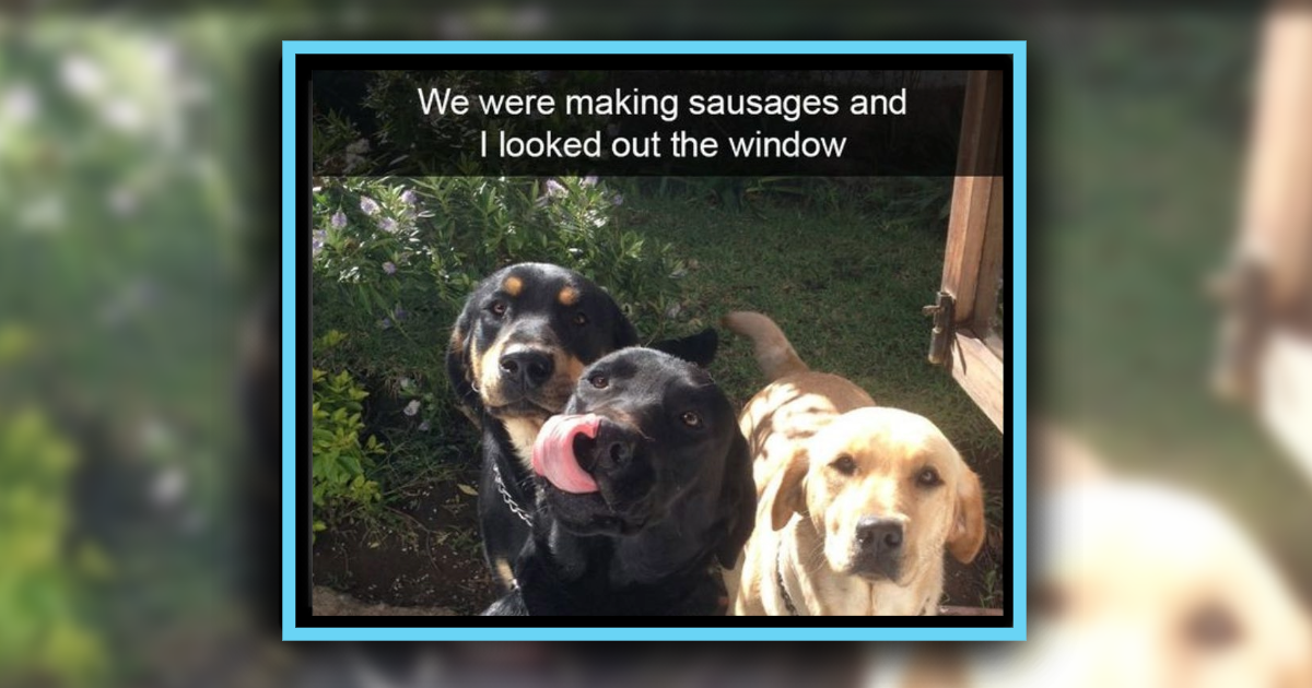 21 Derpy Doggo Memes Fur Tired Hoomans Who Think Thursday Should Be ...