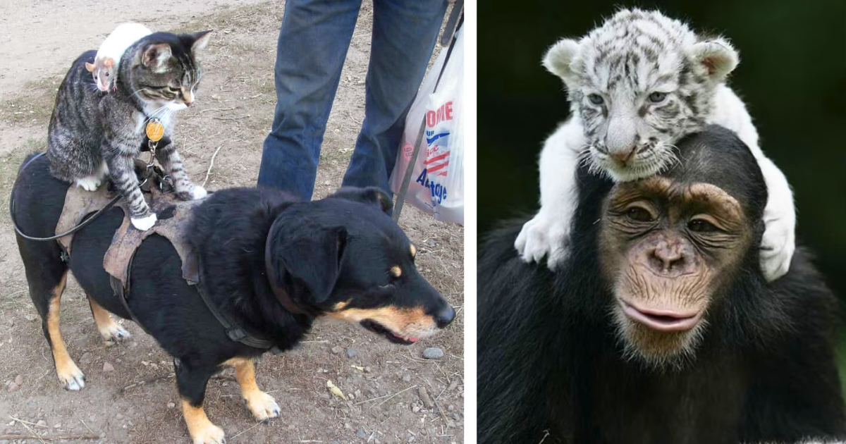 Critter Carpools: 30 Hilarious Animals Hitching a Piggyback Ride ...