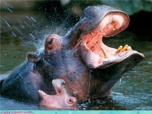 Splish-Splash - Daily Squee - Cute Animals - Cute Baby Animals - Cute ...