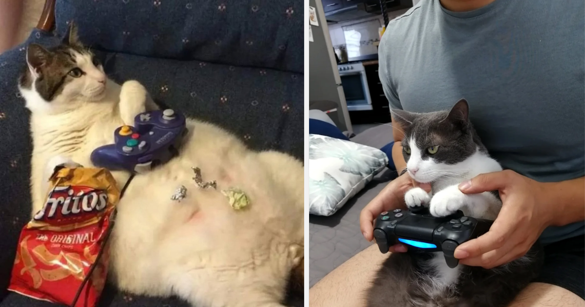 28 Totally Normal Cats That Could Pwn You at Meow-rio Kart - MSNBCTV