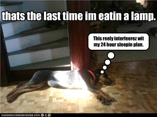 I Has A Hotdog - Dog Pictures - Funny pictures of dogs - Dog Memes ...