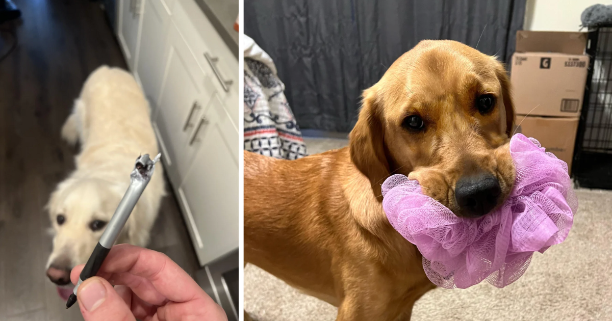 20 Pawsome Pictures of Golden Good Boys Retrieving Random Items ...