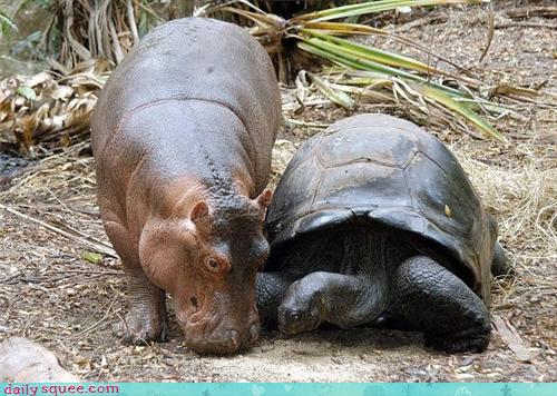 Daily Squee - Cute Animals in the Cutest Pictures Ever and even cuter ...