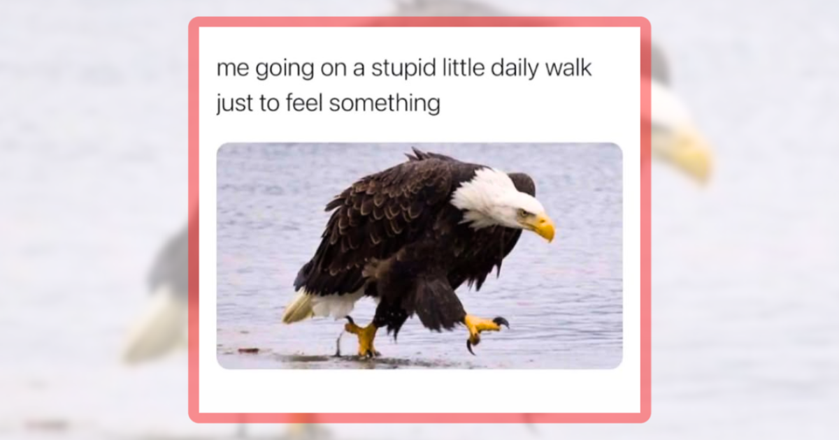 30 Bird Memes to Fluff Up Your Feathers and Squawk Your Stress Away ...