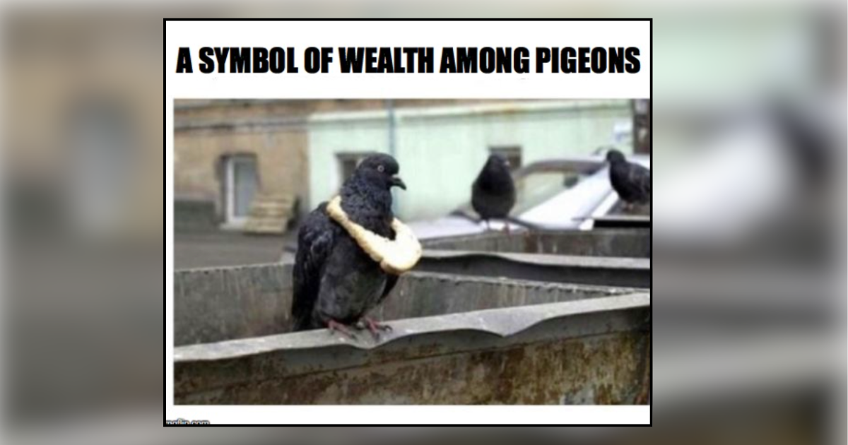 20 Plucky Memes of Pigeons Living Their Best Bird Life - Animal Comedy ...