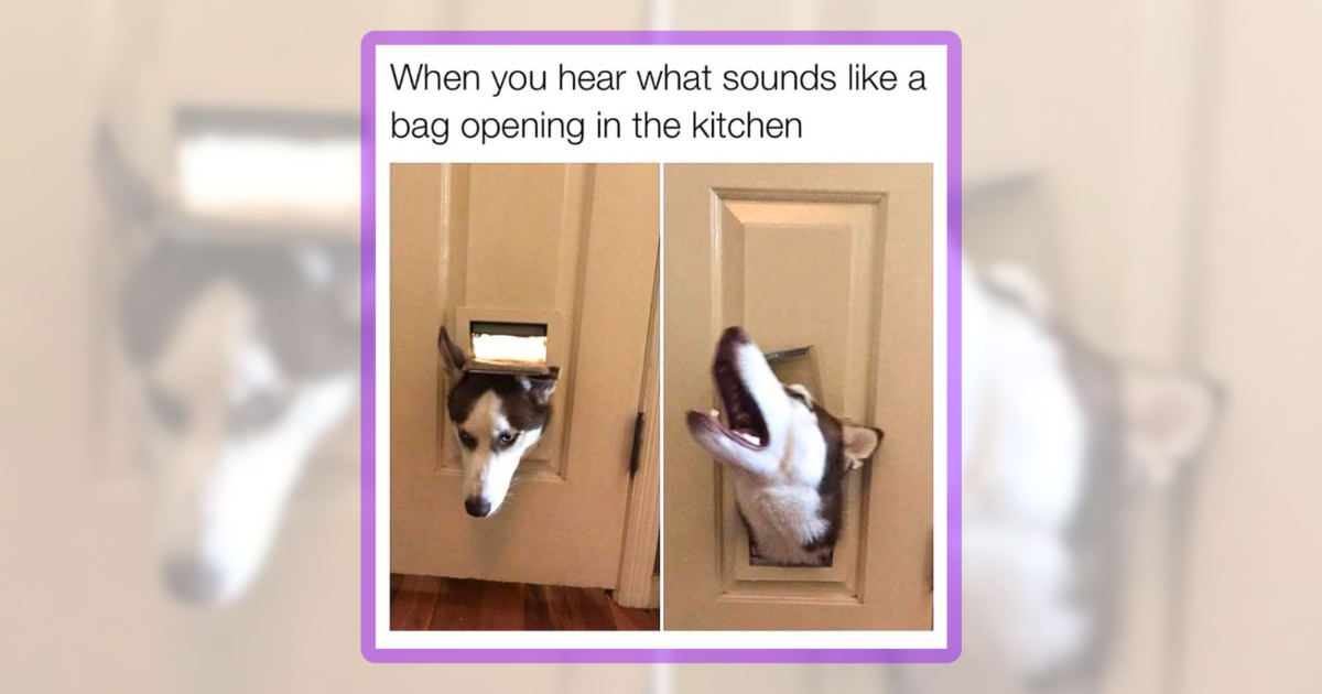 24 Doggo Memes Full of Funny Dog Energy You Know From Your Own Dog ...