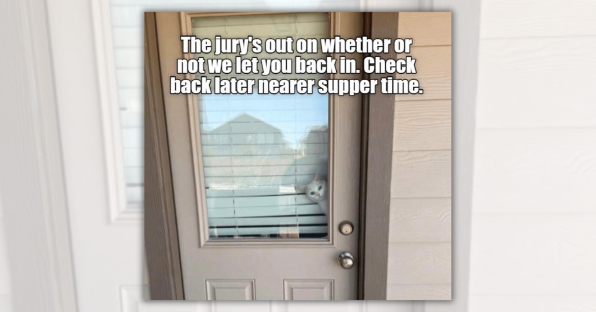 20 Funniest Lol-Worthy Cat Memes of the Week From Your 'I Can Has ...