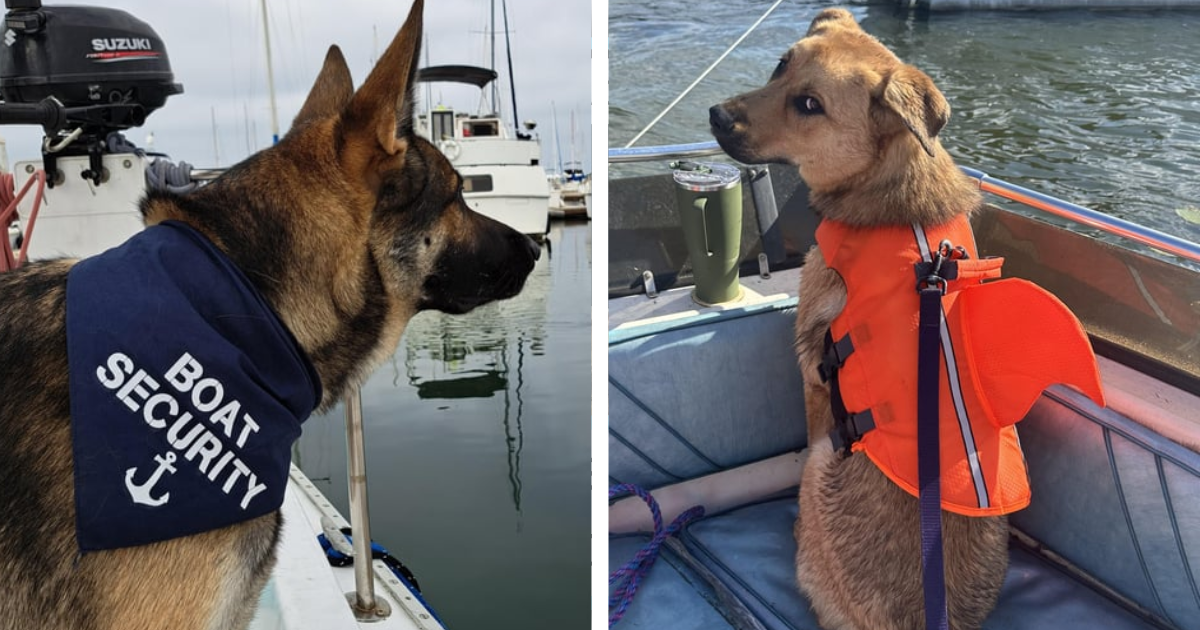 20 Wholesome Photos of Cute Canine Captains Sailing their Way Into Our ...