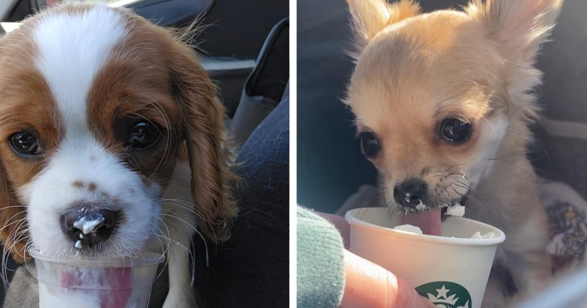 23 Cute Photos of Pawdorable ‘Pup Cup’ Puppers Living their Best Lives ...