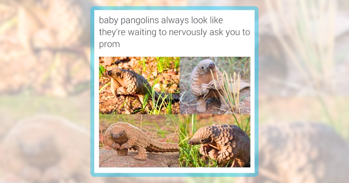 30 Cutely Comical Critter Memes to Wake You Up With a Smile - Animal ...