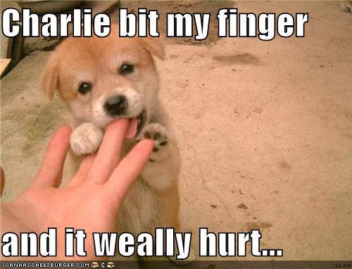 I Has A Hotdog - Dog Pictures - Funny pictures of dogs - Dog Memes ...