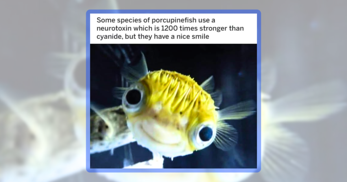 28 Shore-ly Hilarious Aquatic Animal Posts Bringing High Tide Laughter ...