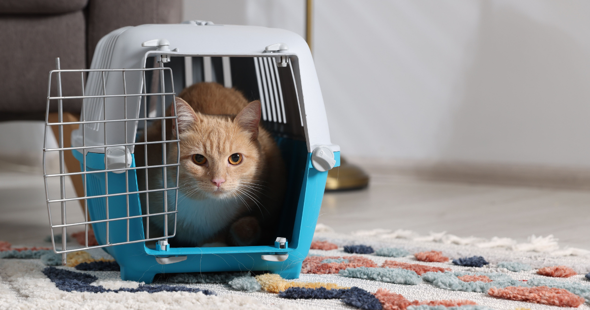 Cautious senior cat gets spooked by a handsy 5-year-old at the vet ...