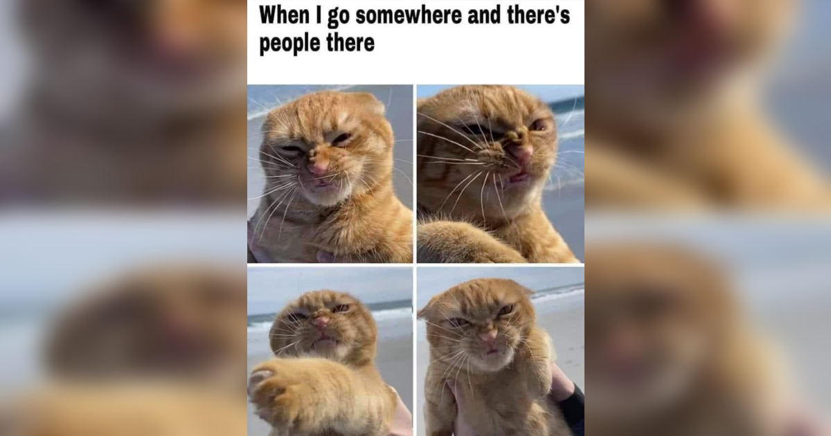 Funniest Cat Memes for Feline Fanatics (October 1, 2025) - Memebase ...