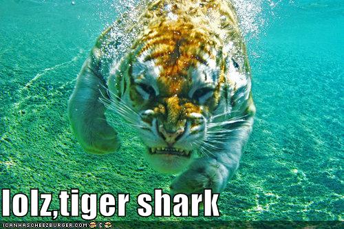 Derp - shark - Derp Face Derps - hurr durr derp face - derp - Cheezburger