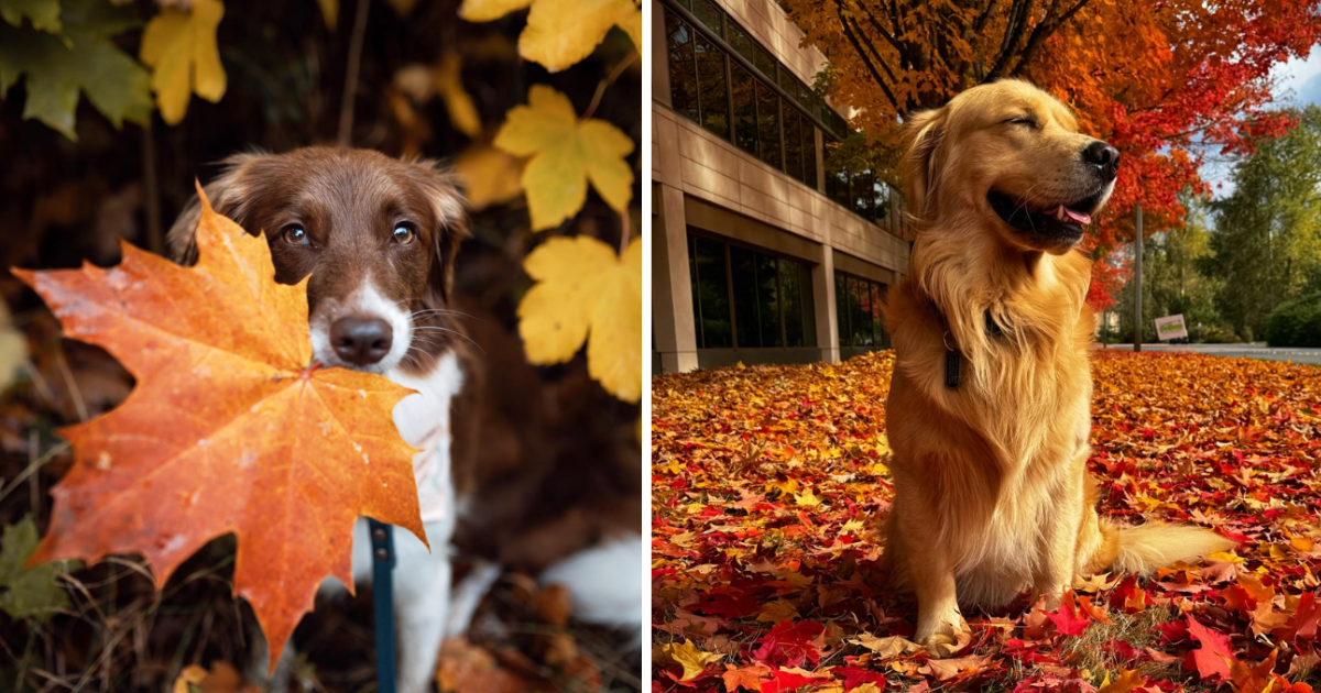 22 Pawfect Pictures of Playful Pups Pouncing in Piles of Leaves ...