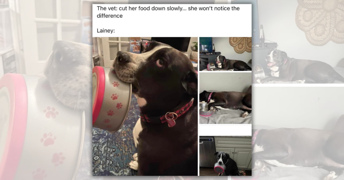 A Diet of 30+ Doggo Funnies to Nourish Your Inner Good Boy - Animal ...