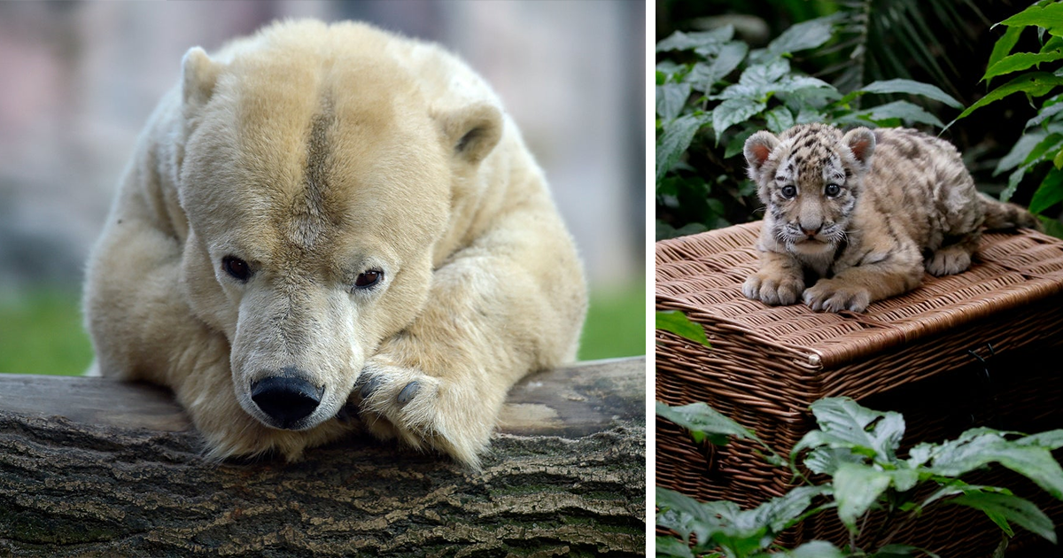 27 Itty Bitty Cute Baby Animals To Bring A Smile To Your Face (October ...