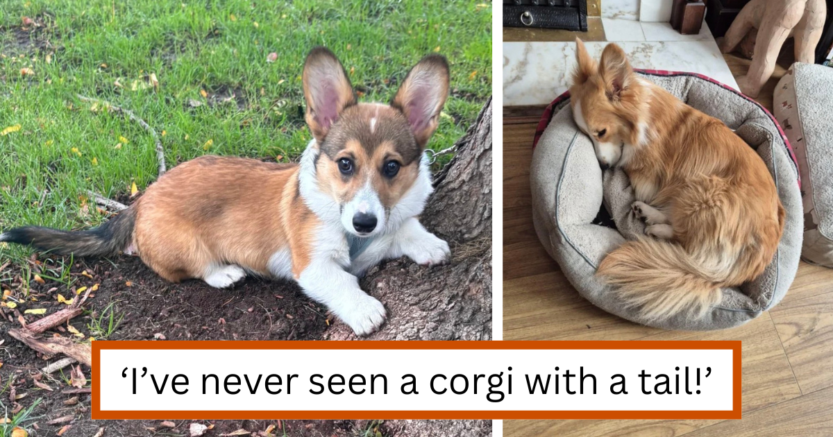 ‘It’s [be]coming more common to not dock their tails’: Corgi owner ...