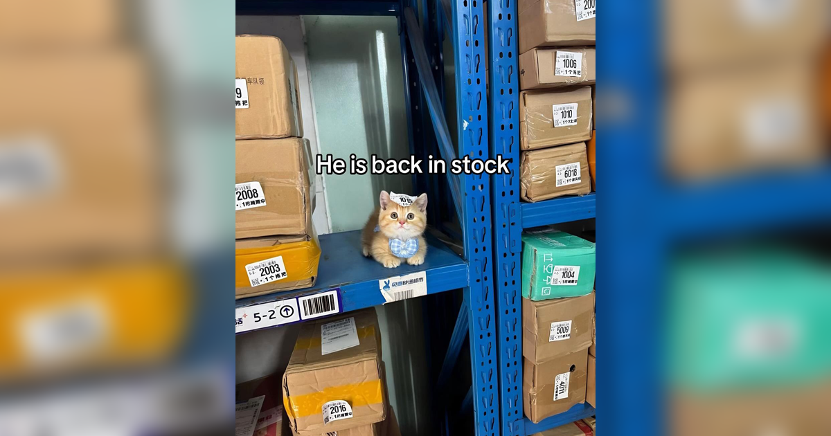 Memebase - funny cat memes - All Your Memes In Our Base - Funny Memes ...