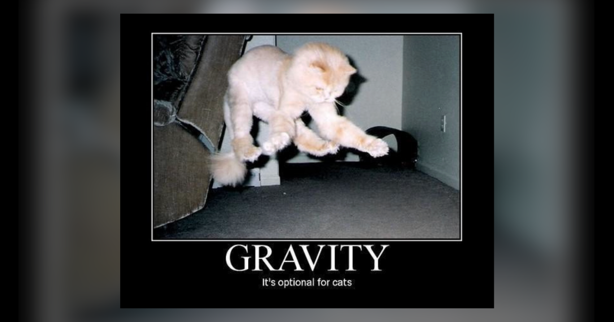 21 Chaotic Memes of Cats Testing Gravity One Paw Swipe at a Time - I ...