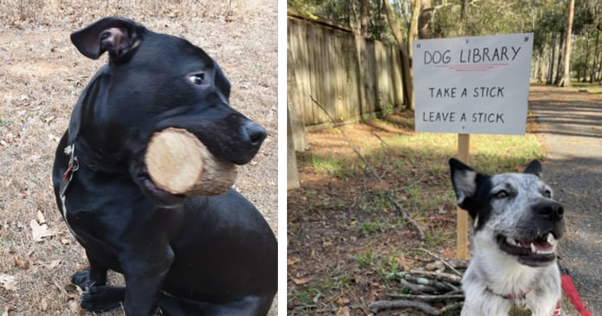 25 Howlsome Photos of Cute Canines Carrying their Favorite Sticks ...