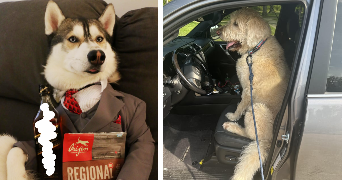 21 Heartwarming Photos of Pawdorable Puppers with Pawfect Posture ...