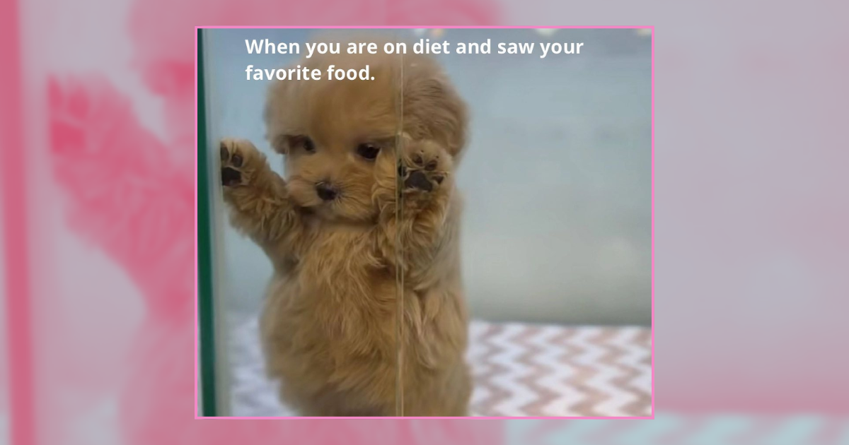 A Pile of Perfect Puppies to Sift Through While Sippin’ on Your First ...