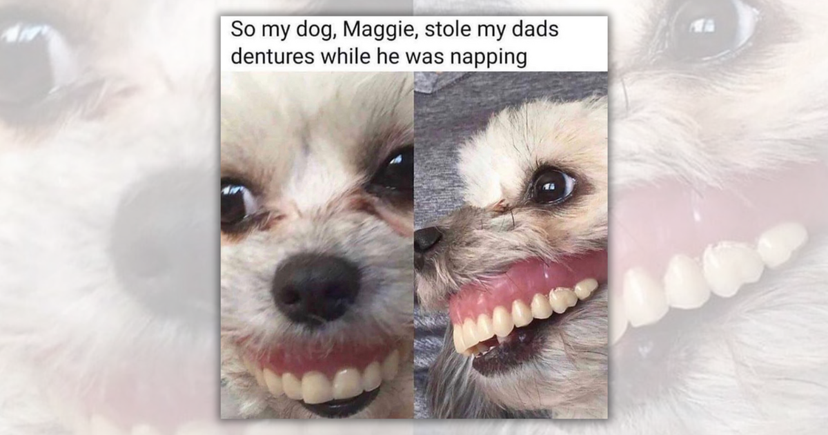 22 Funny Pupper Posts for All the Dog Lovers Who Need a Dosage of ...