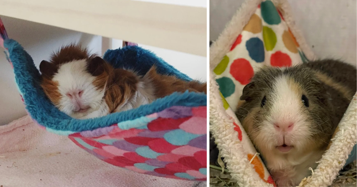 21 Precious Pictures of Piggies in Hammock Paradise Living the Squeak ...