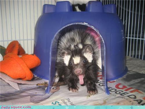 Daily Squee - Cute Animals - Cute Baby Animals - Cute Animal Pictures ...