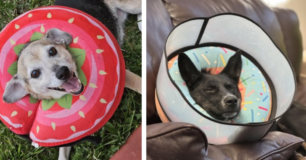 22 Delicious Donut Wearing Doggo Pics to Dunk in Your Morning Coffee ...