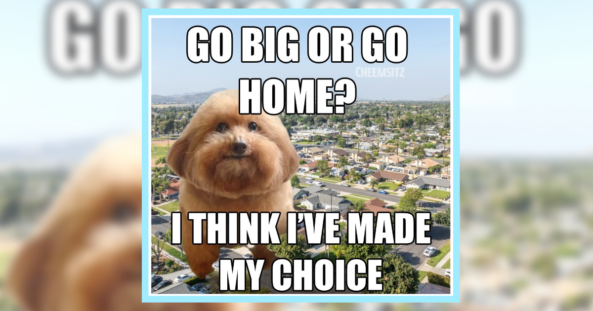 25 Simply Howlarious Dog Memes to Keep Your Midweek Meltdown at Bay ...