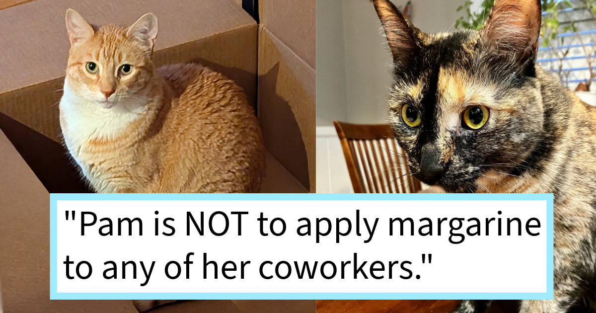 ‘You can’t expect Jean’s tortoiseshell smarts from orange cat Jorts ...