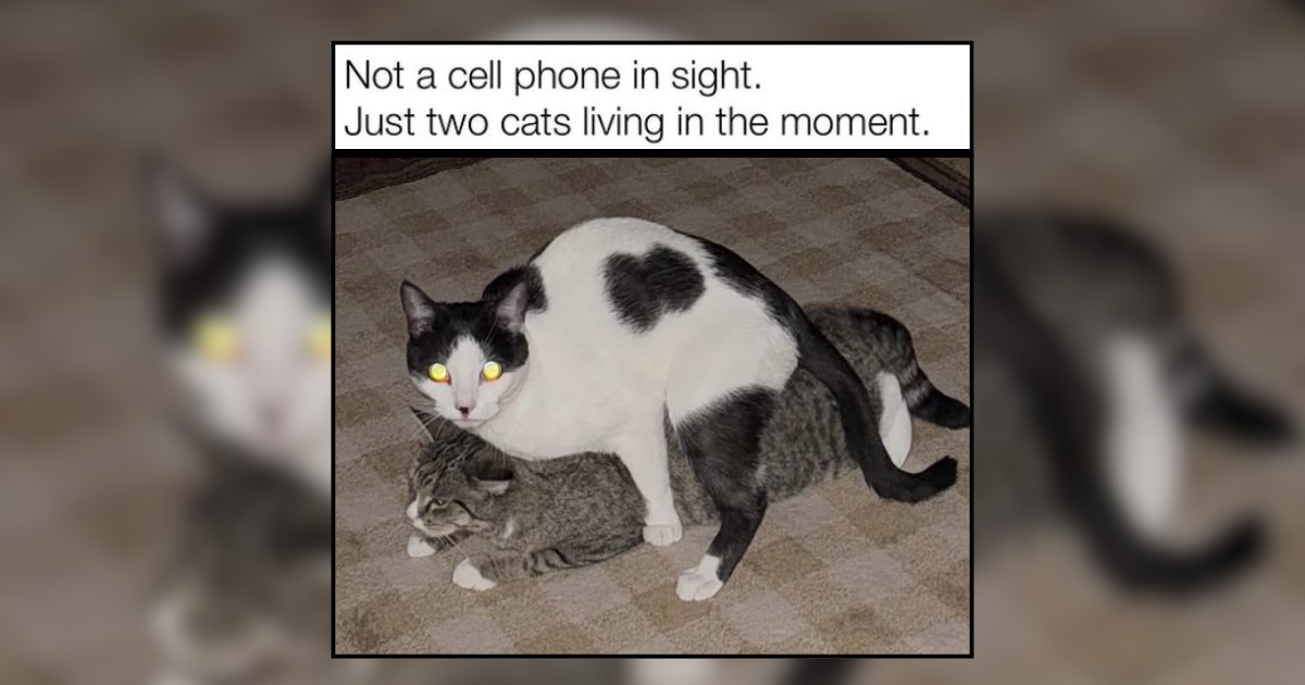 Double Trouble Cat Memes To Start The Day Off With Mischief and Mayhem ...