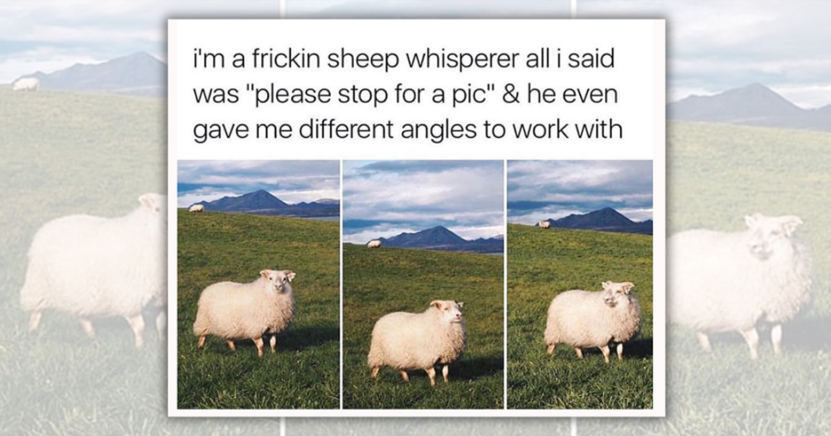 24 Hilarious Animal Posts to Carry You Through the Weekend With ...