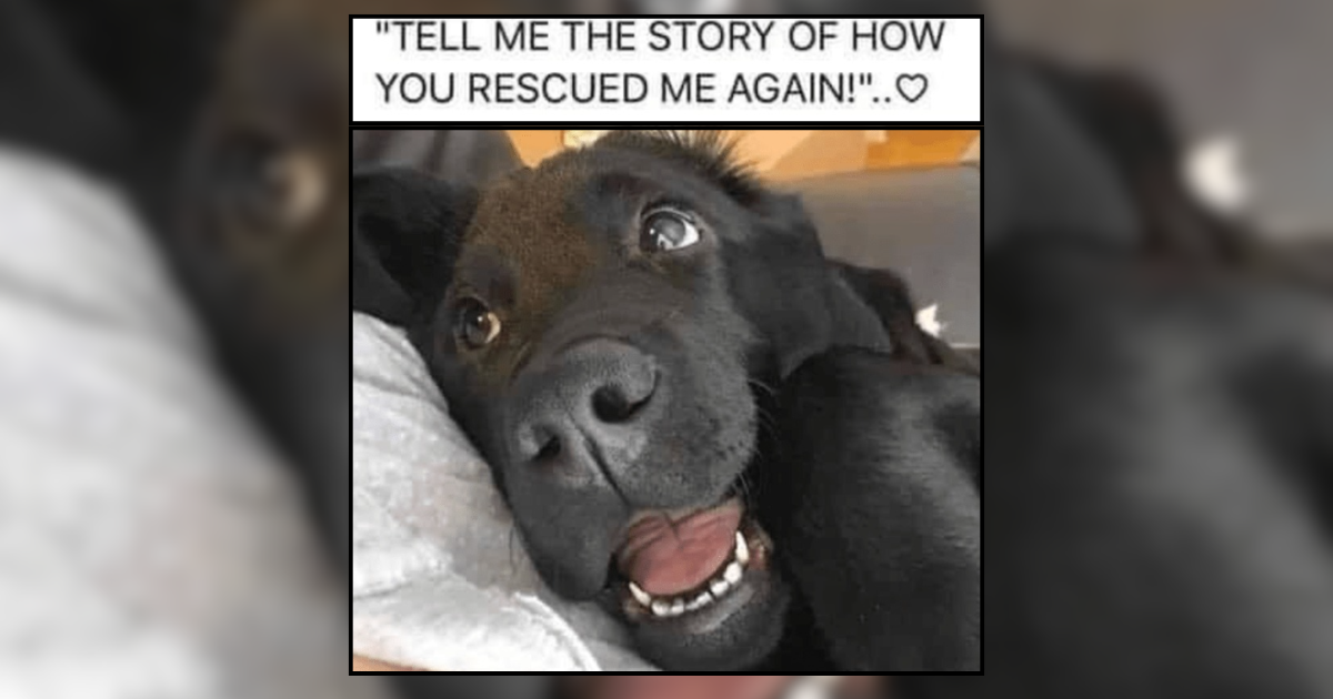 24 Good Morning Barks of Memes for Doggo Loving Owners Running on ...