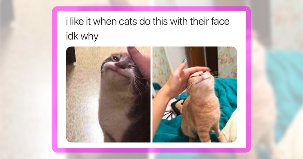 40+ Fabulous Feline Funnies for People Who Measure Time in Naps and ...