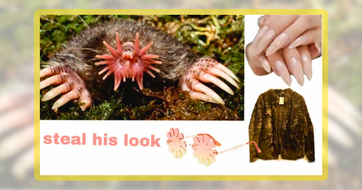 24 Cutely Chaotic Critter Memes For Feral Souls Surviving the Week With ...