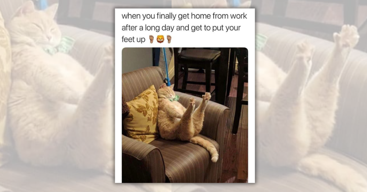 24 Wholesome and Funny Feline Memes to Purrsonally Pay Your Landlord in ...