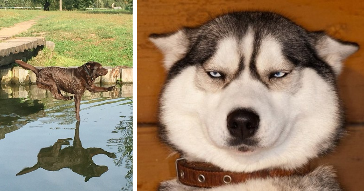 40+ Iconically Funny Dog Pics to Brighten the Path From Ruff Week to ...