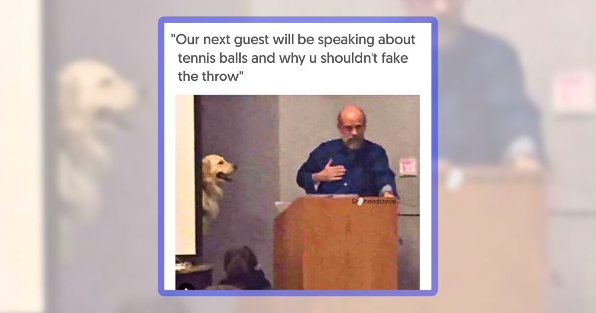 24 Pawdorable Doggo Memes to Brighten Your Morning Walkies - Animal Comedy - Animal Comedy ...