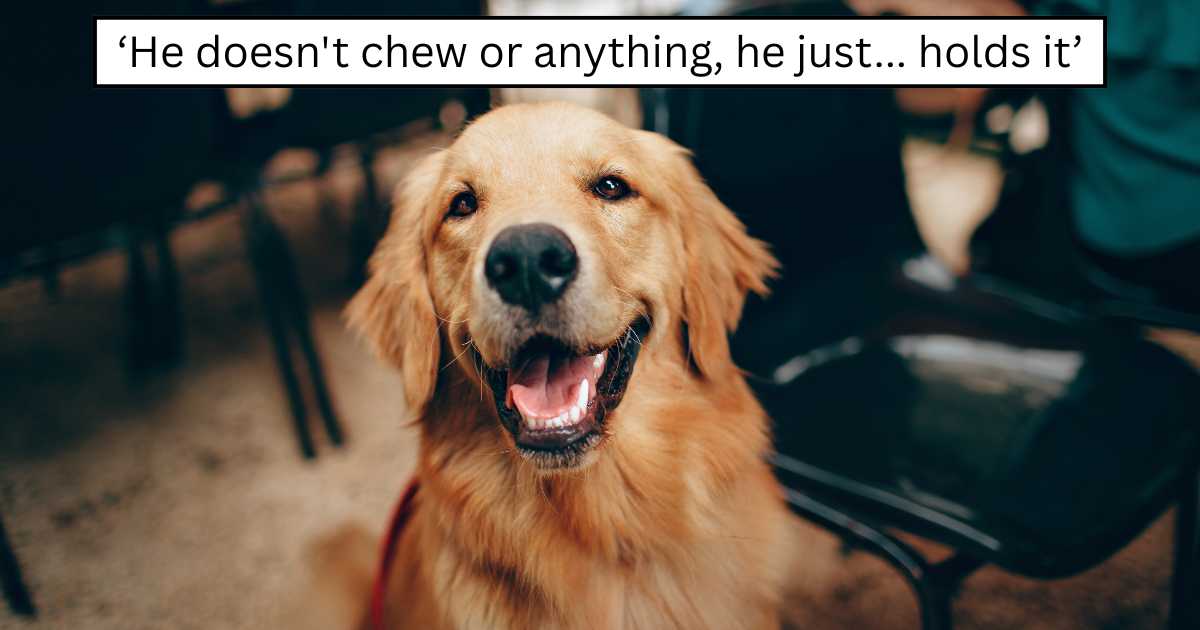'You pet me with this hand, and I'll just hold this one': Golden ...